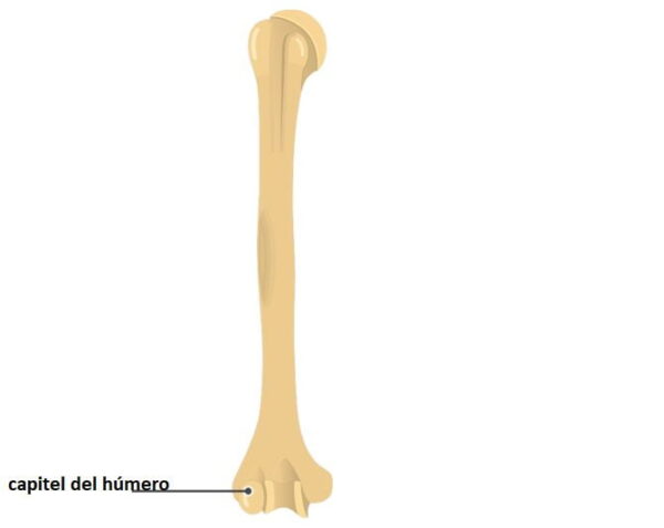 Hueso húmero (extremo proximal y distal, función, inserciones, lesiones)