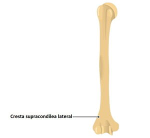 Hueso húmero (extremo proximal y distal, función, inserciones, lesiones)