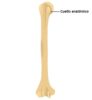 Hueso húmero (extremo proximal y distal, función, inserciones, lesiones)