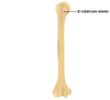 Hueso húmero (extremo proximal y distal, función, inserciones, lesiones)