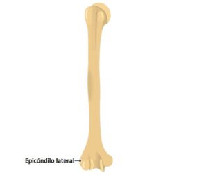 Hueso húmero (extremo proximal y distal, función, inserciones, lesiones)