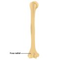Hueso húmero (extremo proximal y distal, función, inserciones, lesiones)