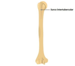 Hueso húmero (extremo proximal y distal, función, inserciones, lesiones)