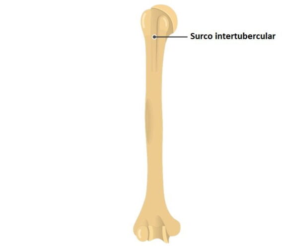 Hueso húmero (extremo proximal y distal, función, inserciones, lesiones)