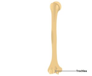 Hueso húmero (extremo proximal y distal, función, inserciones, lesiones)