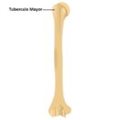 Hueso húmero (extremo proximal y distal, función, inserciones, lesiones)