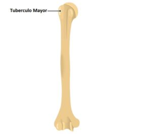 Hueso húmero (extremo proximal y distal, función, inserciones, lesiones)