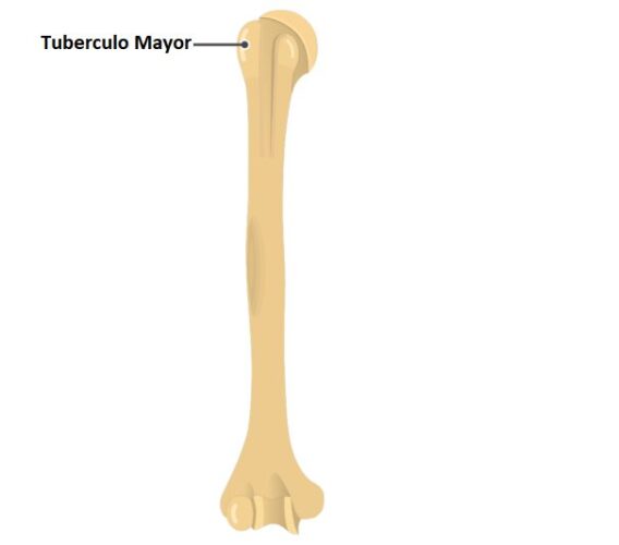 Hueso húmero (extremo proximal y distal, función, inserciones, lesiones)