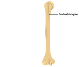 Hueso húmero (extremo proximal y distal, función, inserciones, lesiones)
