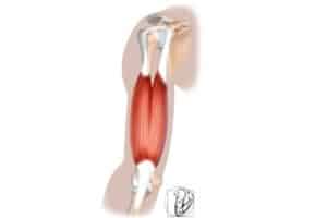 Isquion | anatomia, inserciones, ligamentos, articulaciones