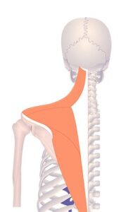 Músculo trapecio (origen, inserción, inervación, irrigación, función)