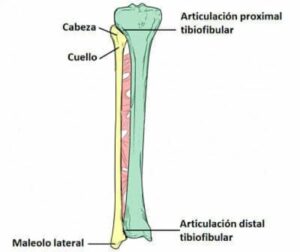 Peroné (Anatomía, partes, inserciones fracturas, función)