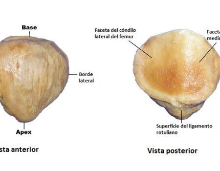 Huesos (Sistema Esquelético o Sistema Óseo y sus funciones)