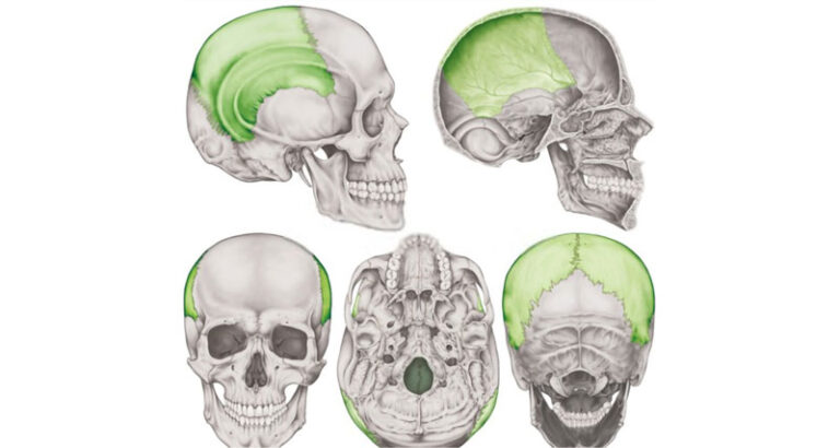 Hueso parietal (anatomia, definición, estructura) | Anatomía Topográfica