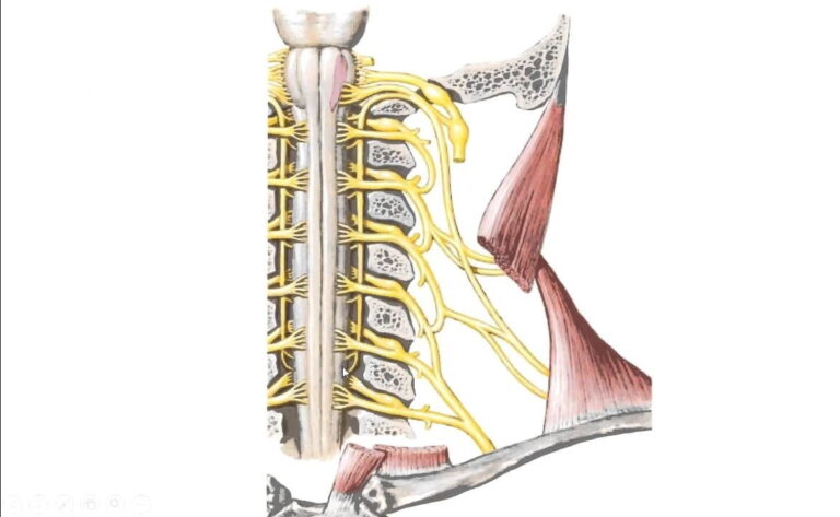 Nervio accesorio | anatomía, función e importancia clínica