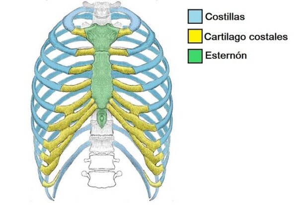 Las costillas del cuerpo humano (anatomia, funciones, importancia clinica)