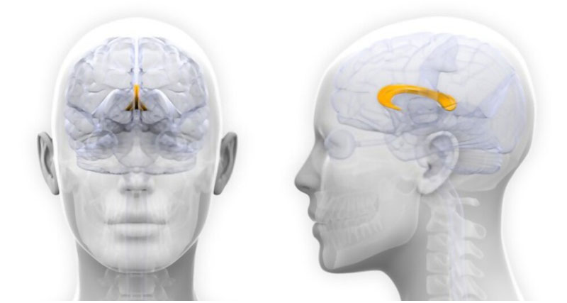 Cuerpo calloso (definición, anatomia, función, importancia clínica)