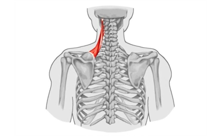 Músculo elevador de la escápula (origen, inervación)