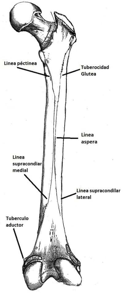 Fémur (anatomía, función, partes, inserciones, fracturas)