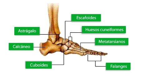 🥇 Huesos cuneiformes
