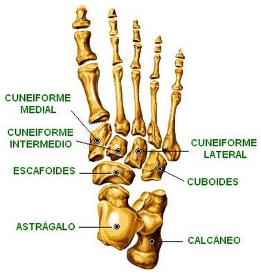 🥇 Huesos cuneiformes