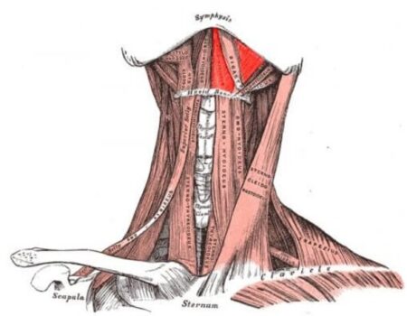 Músculos suprahioideos (inserciones, acciónes)