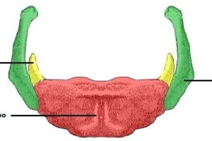 Huesos del cuello (tipos e inserciones)