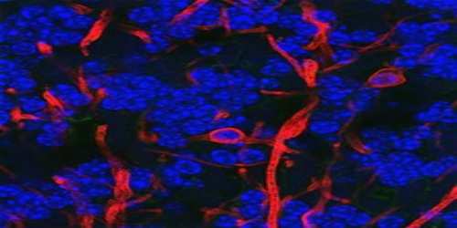 Oligodendrocitos (definición, histología, origen y función)