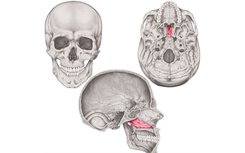 Vómer (anatomía, articulaciones, osificación) | Anatomía Topográfica