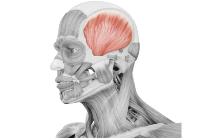 Músculo temporal (origen, irrigación, inervación y función)