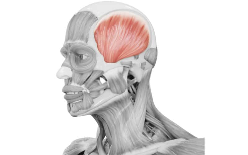 Músculo temporal (origen, irrigación, inervación y función)