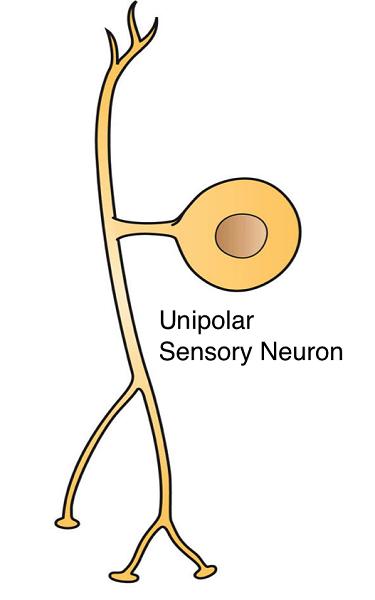 Neuronas unipolares (partes y función) | Anatomía Topográfica