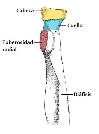 Hueso radio (partes, articulaciones, inserciones, función)