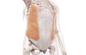 Músculo oblicuo externo (origen, inervación, función)