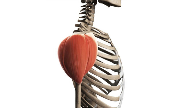 Músculo deltoides (origen, inserción, inervación, acción, interés clínico)