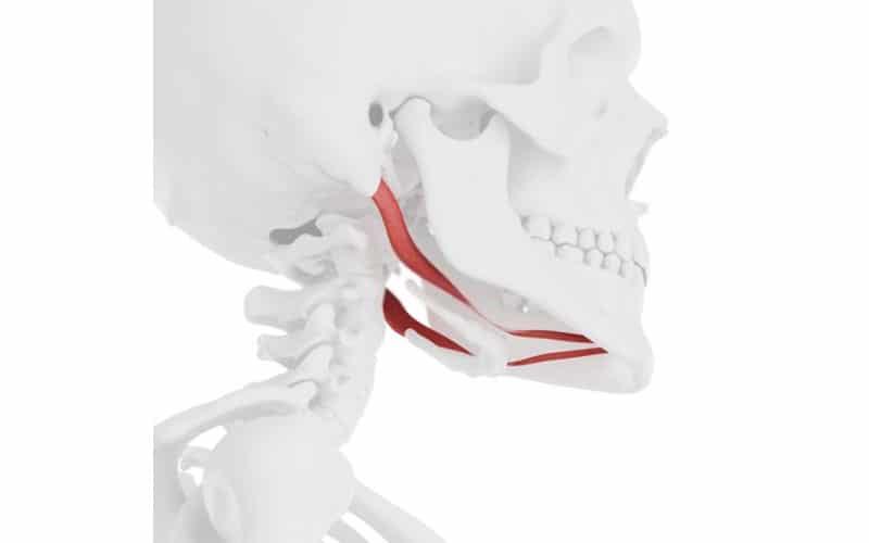 Músculo digástrico (origen, inserción, inervación, irrigación, funciones)