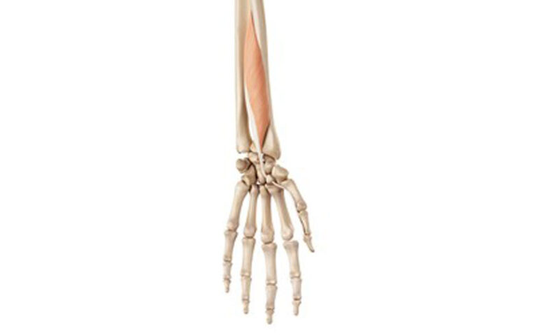 Músculo flexor largo del pulgar (origen, inserción, irrigación, inervación)