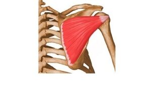 Músculo infraespinoso (origen, inserción, inervación, irrigación, acción)