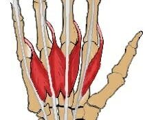 Músculos de la mano (inserciones, inervaciones)