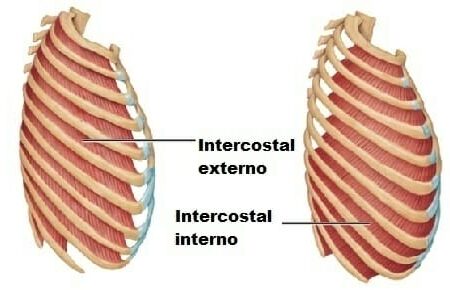 🥇 Músculos o Sistema muscular
