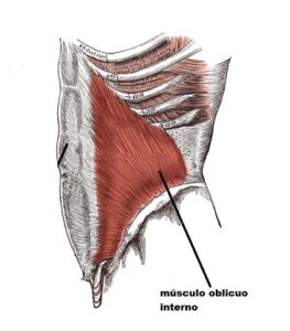 Músculo oblicuo interno (origen, inserción, inervación, irrigación)
