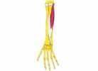 Músculo palmar largo (origen, inserción, inervación, irrigación, acción)
