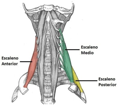 Músculos del cuello (inserciones, acciones)