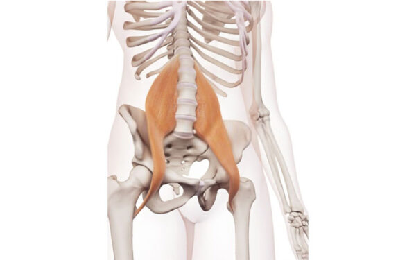 Músculo psoas mayor (origen, inserción, inervación, irrigación, acción)