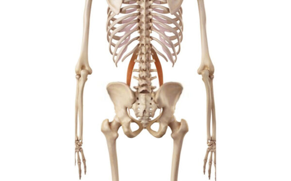 Músculo psoas menor (origen, inserción, inervación, acción, clínica)