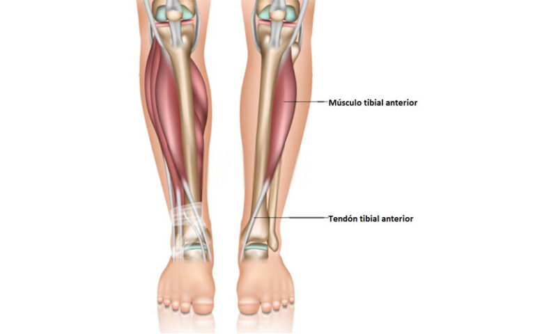 Músculo Tibial anterior (origen, inserción, inervación, irrigación, acción)