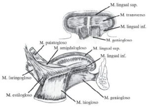 Músculos de la lengua (origenes, inserciones, acciones, inervaciones)