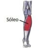 Músculo sóleo (origen, inserción, inervación, irrigación, acción, lesión)