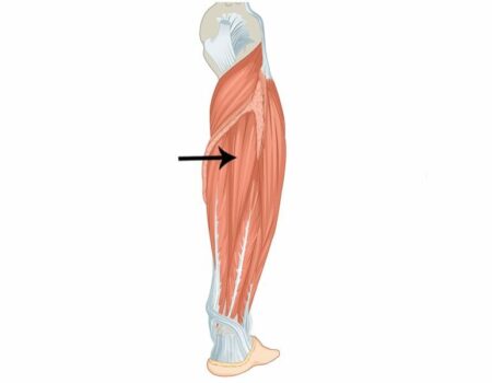 🥇 Músculos del compartimento posterior de la pierna