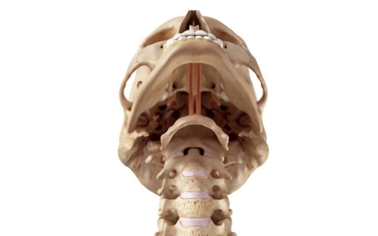 Músculo geniohioideo (origen, inserción, irrigación, inervación, acción)